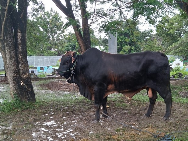 Sapi Seberat 1 Ton dari Jokowi Diserahkan ke Masjid Almarhamah Suwawa ...