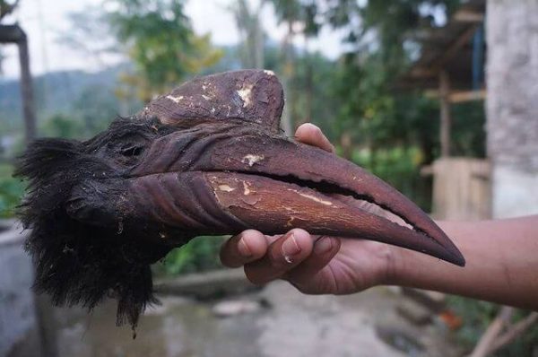 Julang Sulawesi dan Pentingnya Regenerasi Hutan di Gorontalo